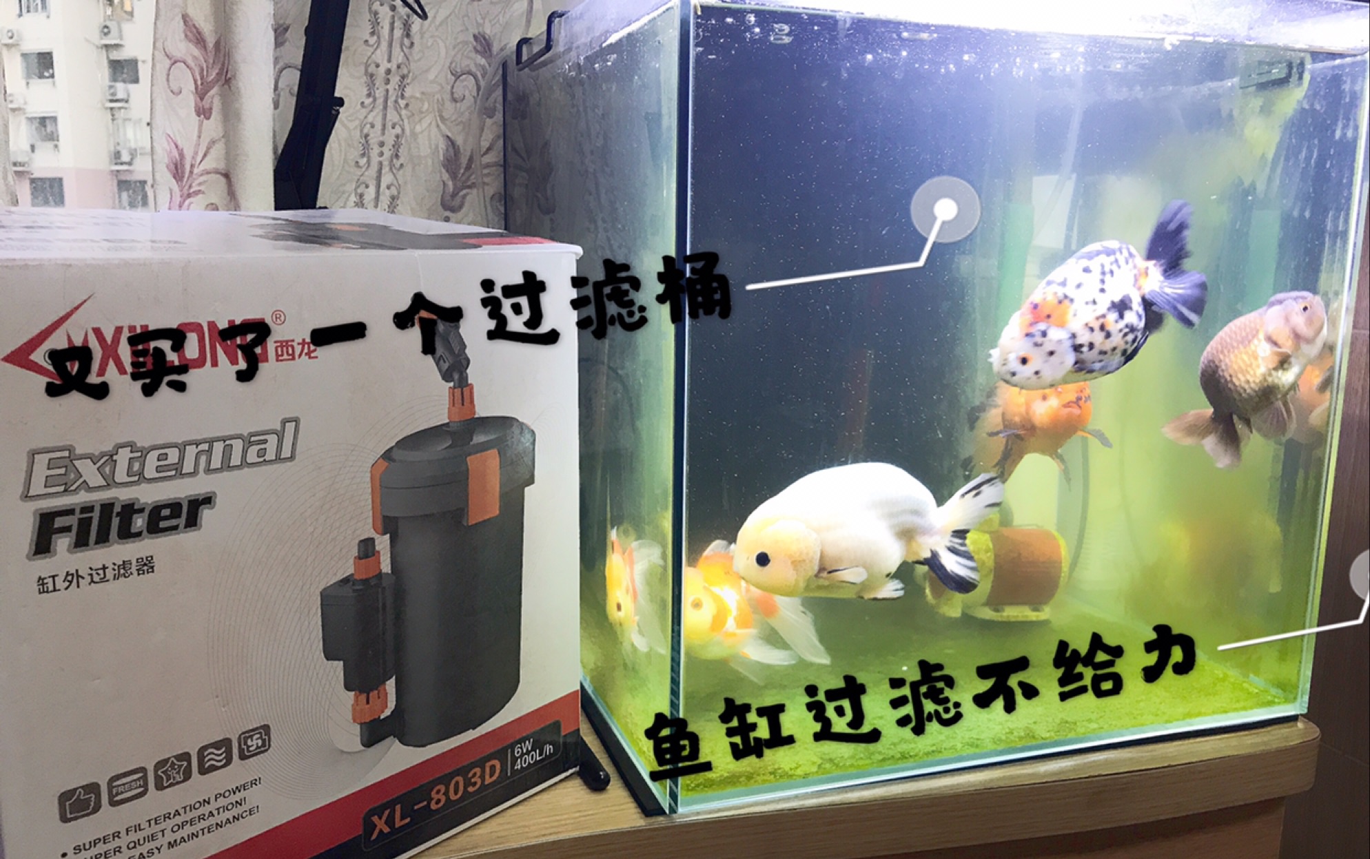 鱼缸过滤不大行又加了一个过滤桶给它试试效果