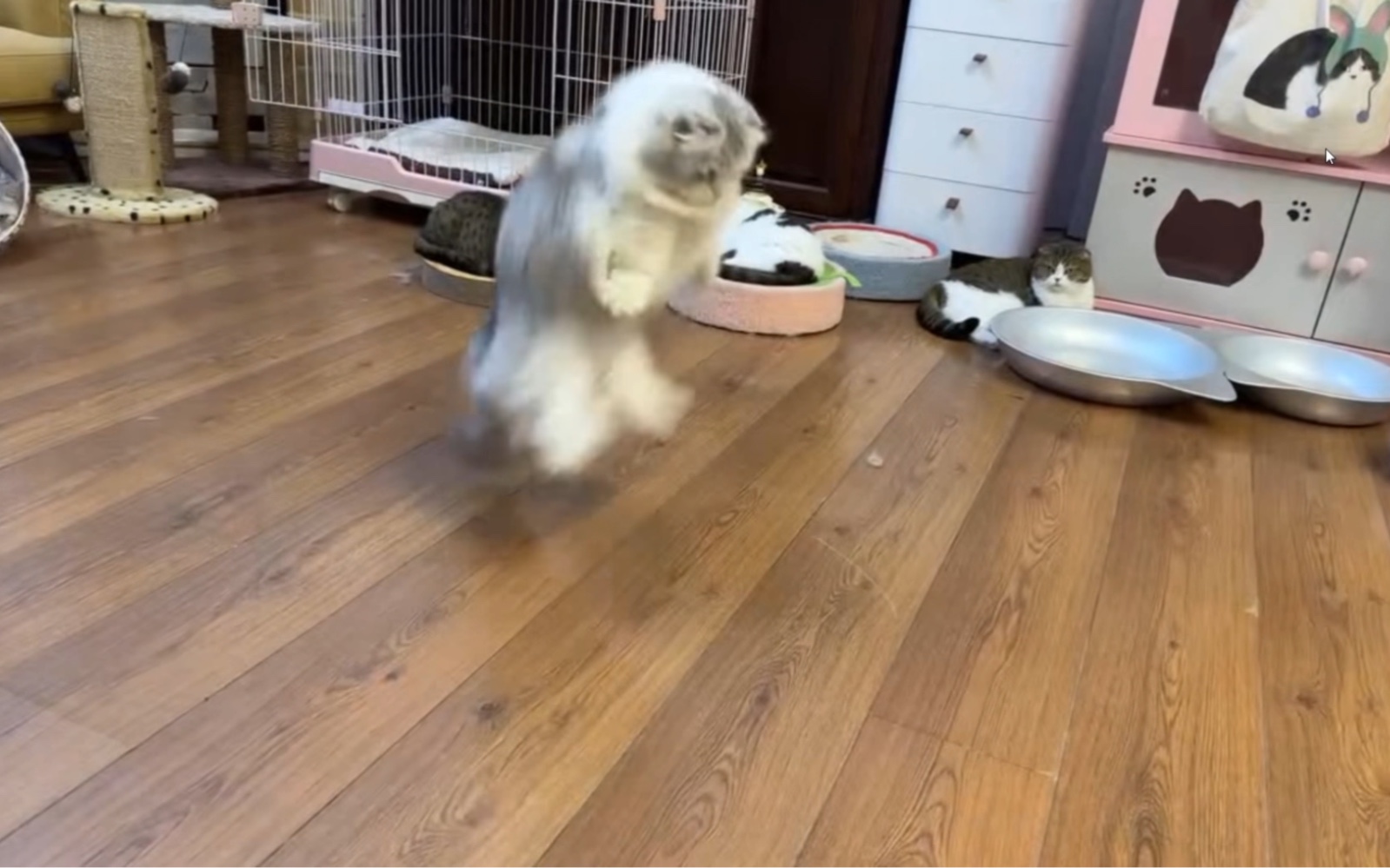 小猫舞狮表演,给大家拜个早年