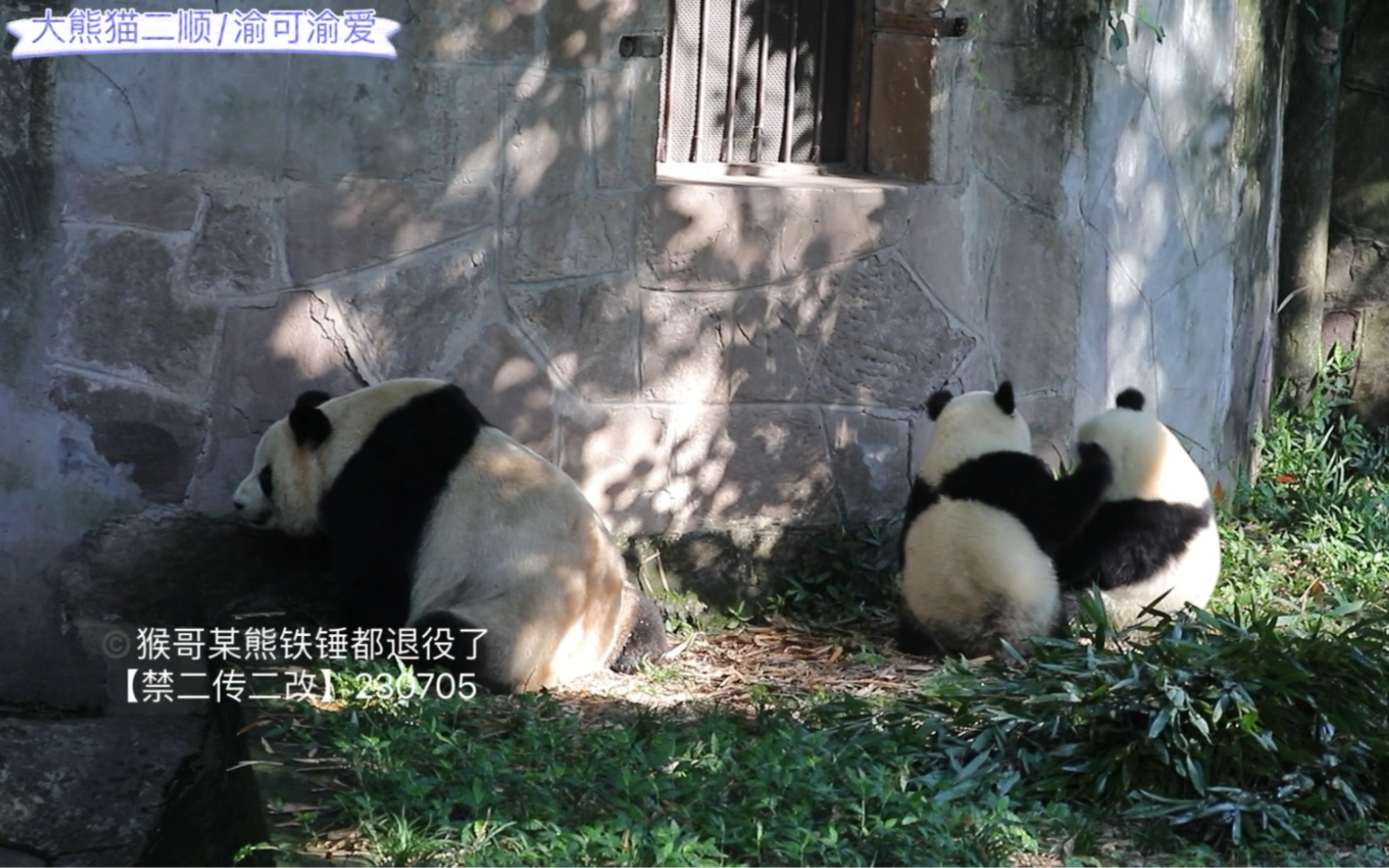 【大熊猫二顺/渝可渝爱】渝可“欺负”妹妹熊,麻麻来帮忙!