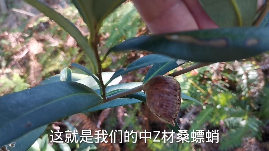 螳螂“蛋”中药叫“桑螵蛸”,还是一味好药材!见过吗?