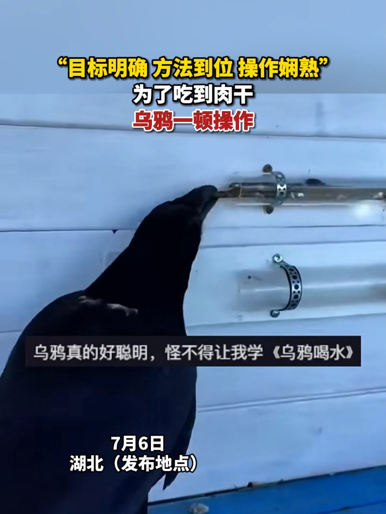 目标明确,方法到位,操作娴熟",为了吃到肉干,乌鸦一顿操作