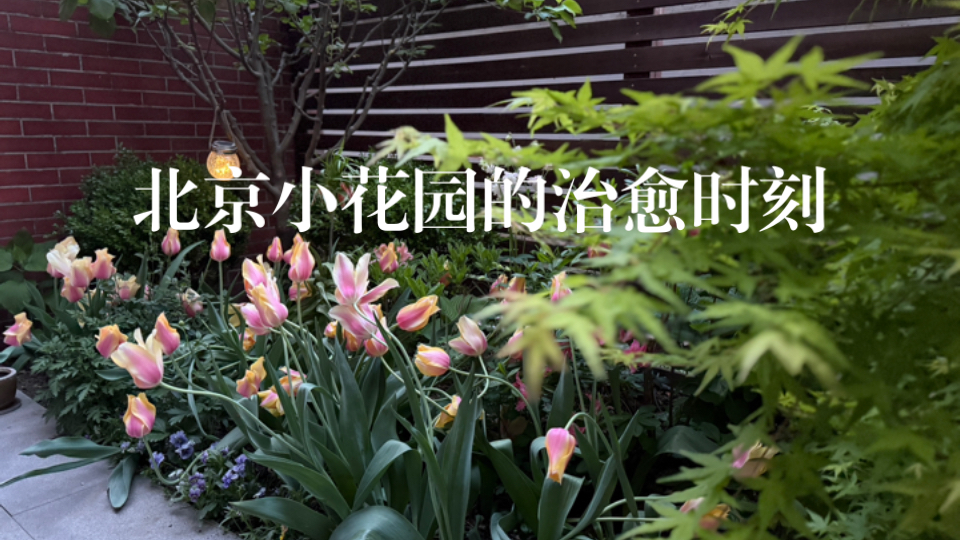 北京小花园的治愈时刻