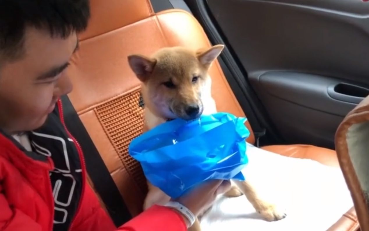 狗狗晕车呕吐怎么办?在线等,很急的