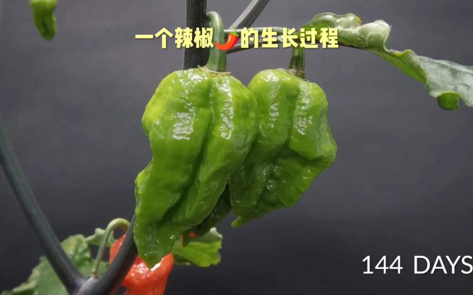记录一颗辣椒种子从出土到结果的生长过程
