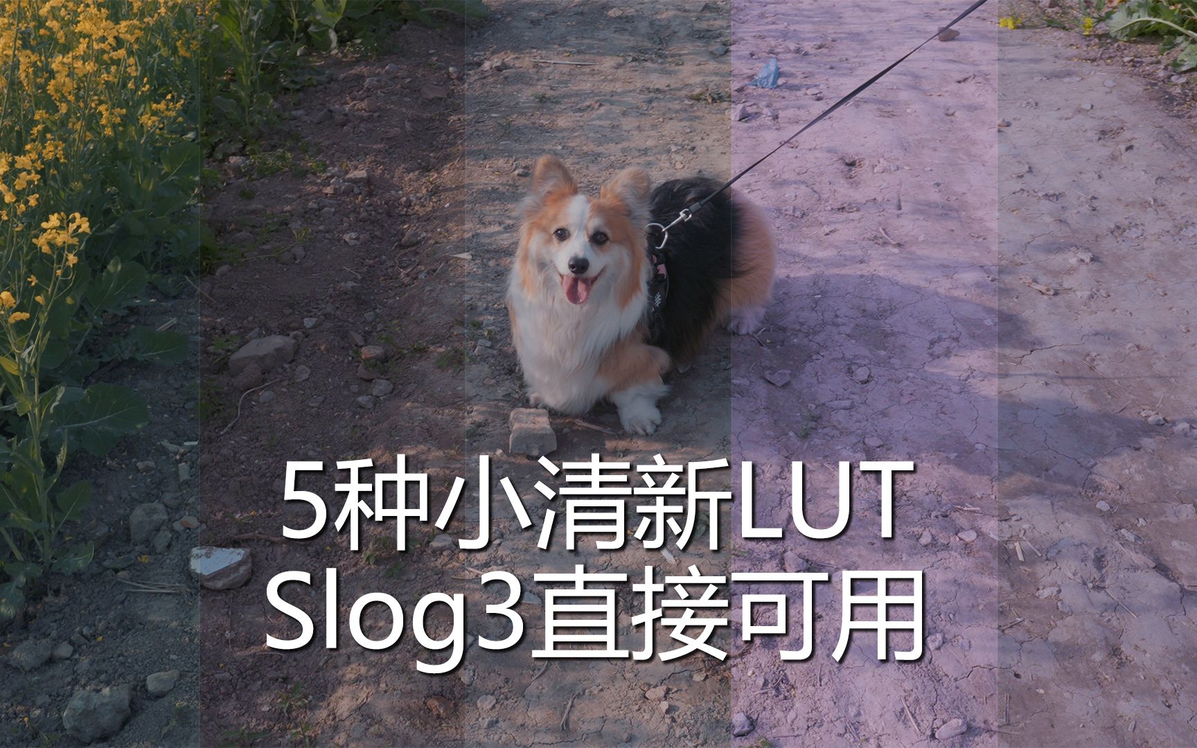 5种小清新LUT,FX6及Slog3拍摄的视频都能直接使用!