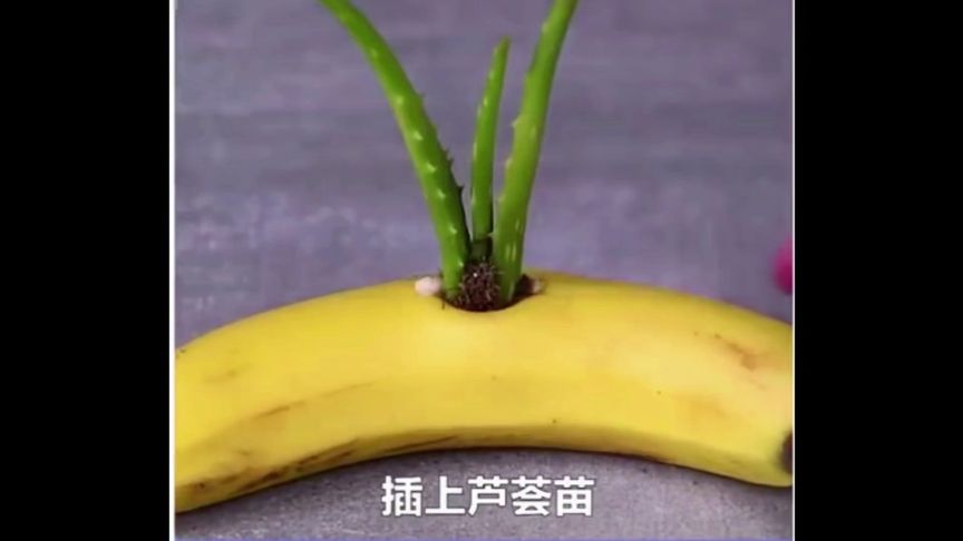 活了30年才知道的种植小技巧,自己也可以种出芒果。