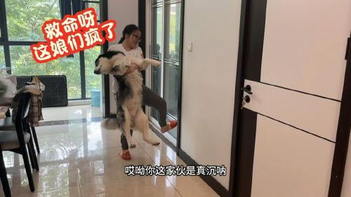 主人把狗狗抱进厨房杀狗吃肉,下一秒,把主人的肚子都笑疼了!