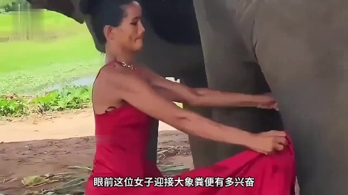 发明大象粪便的人绝对是个天才,真的太实用了