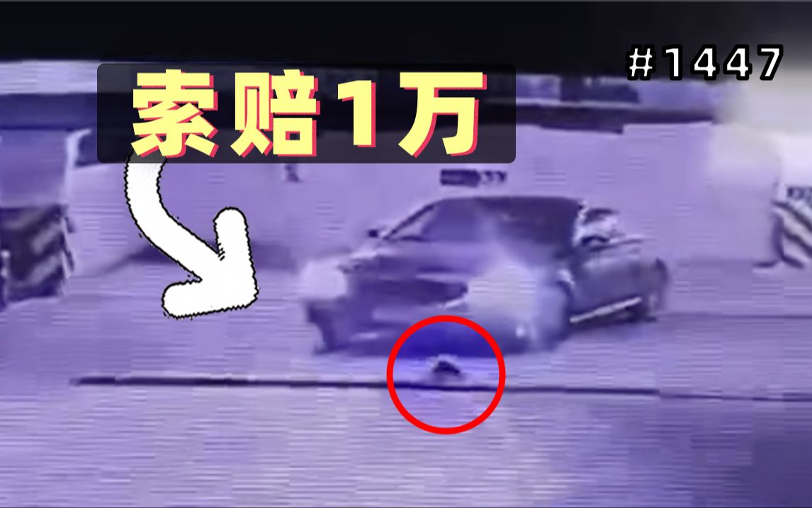 车库遛狗不牵绳被压死,狗主人:赔10000!你太残忍了!【1447期】