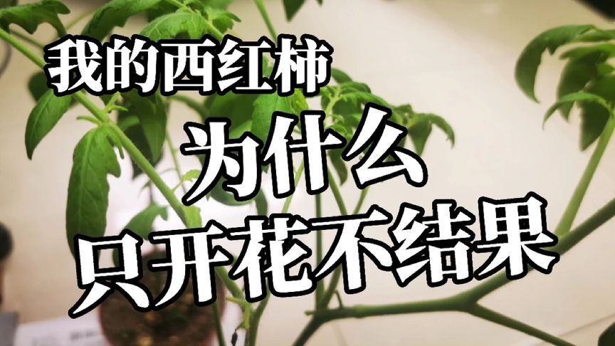 西红柿只开花不结果,原因都有哪些?