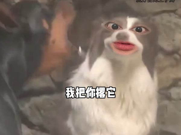 边牧:你在狗叫什么