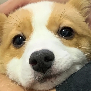 阳不苦- 