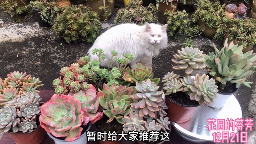 应粉丝要求:推荐10款既不怕冷,又能度夏的漂亮多肉!