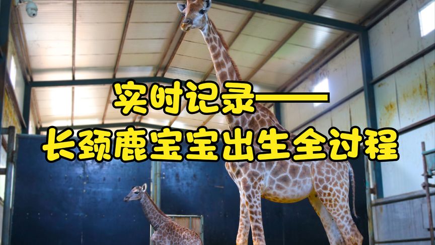 实时记录——长颈鹿宝宝出生全过程