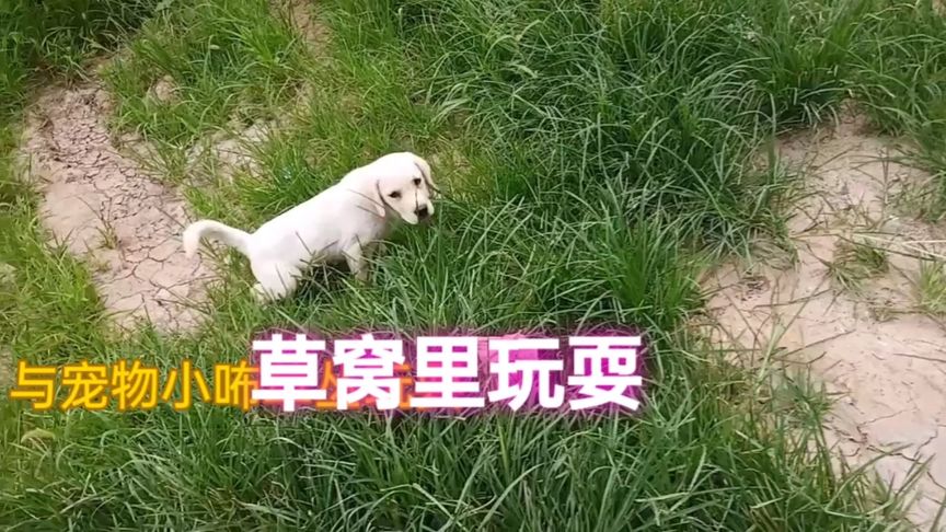 第一次给宠物狗洗澡,信誓旦旦要独立完成,来看看成功了吗