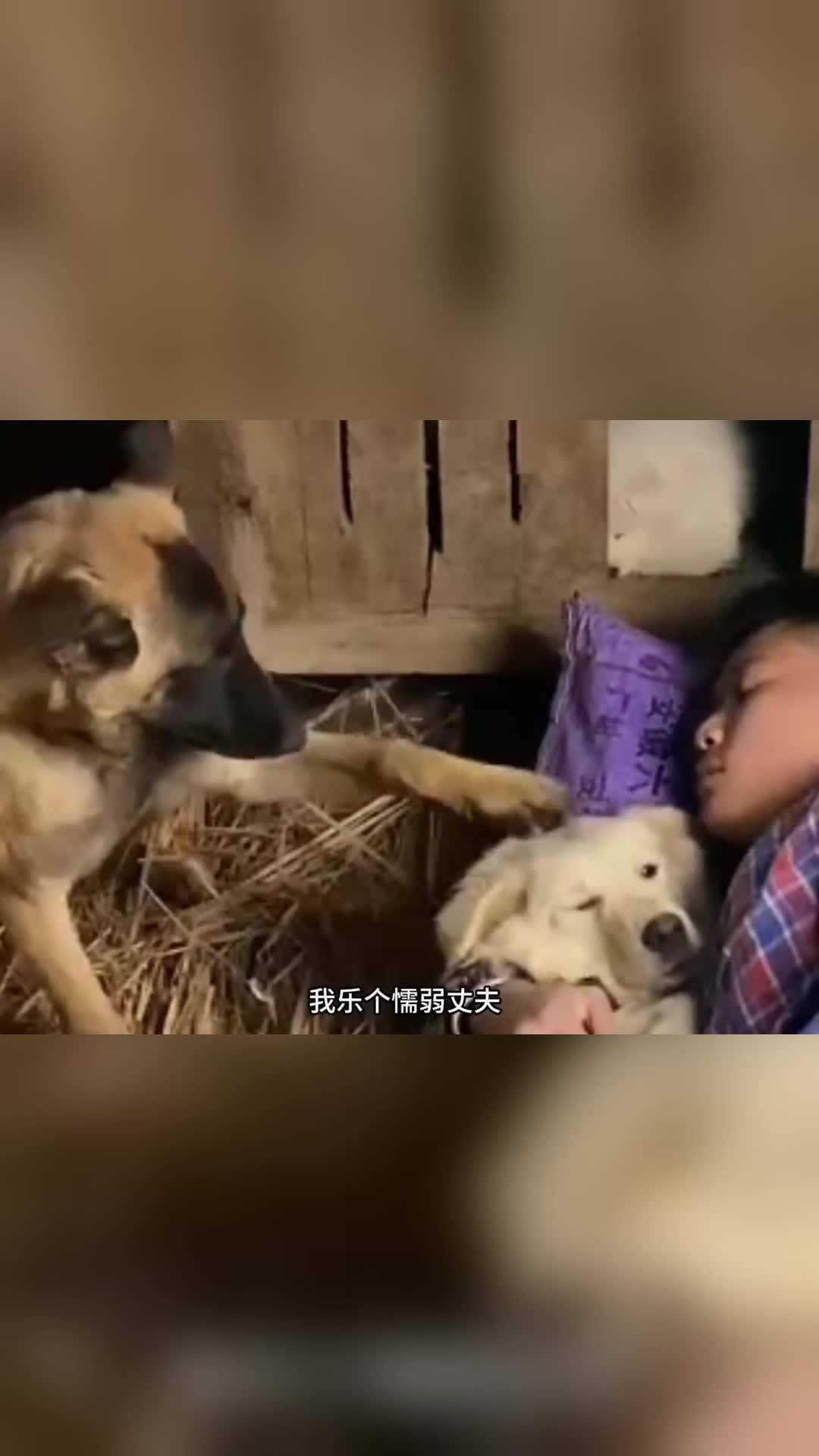 生活:男子走错房间和狗狗睡在了一起!