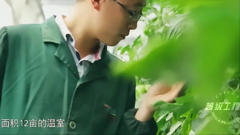 《超级工程》先进的无土栽培技术 让农作物不再依赖土壤