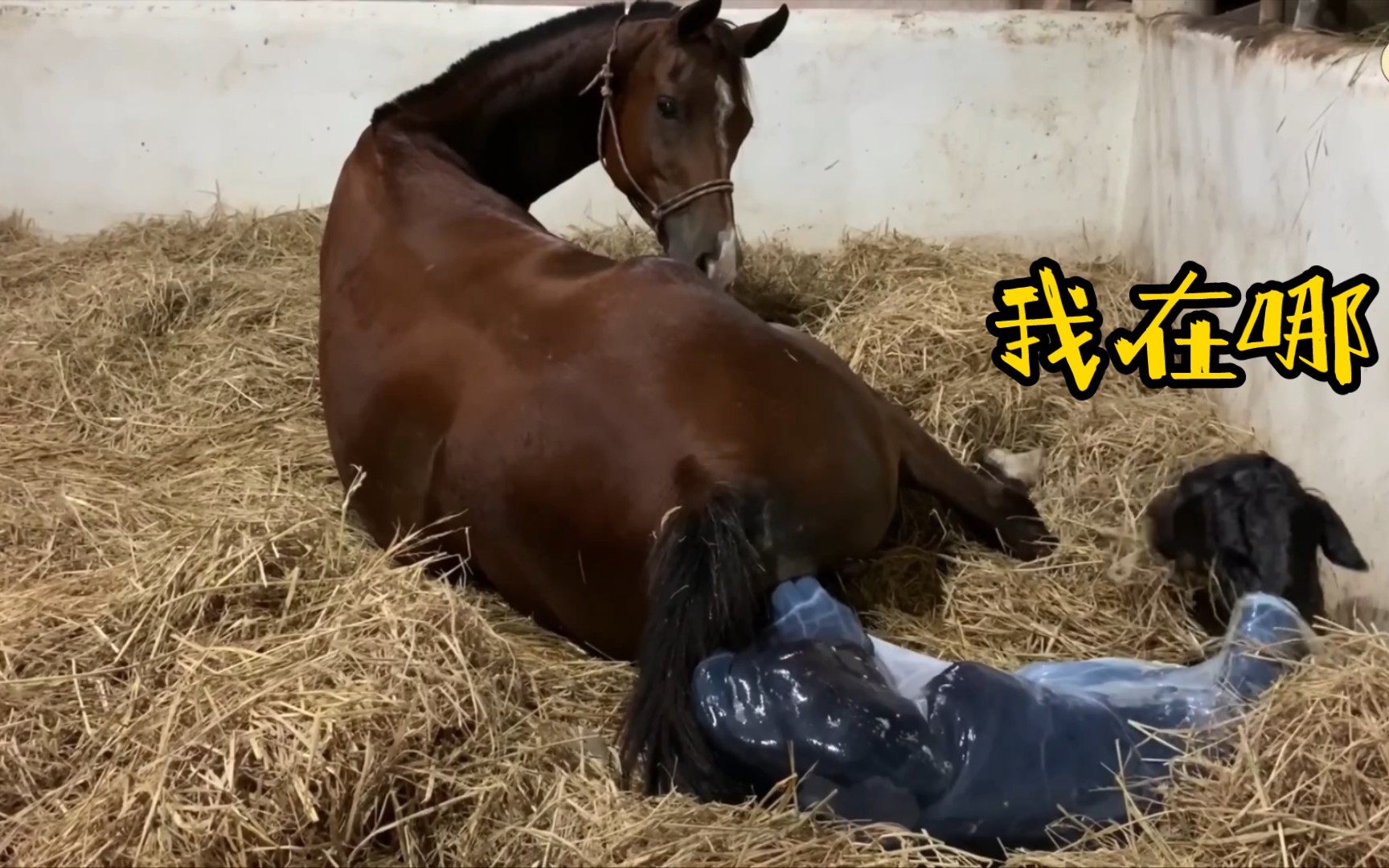 小马出生全过程记录