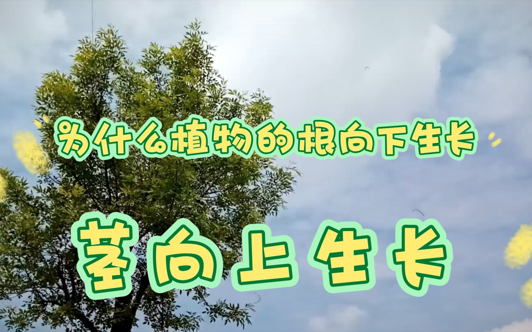 为什么植物的根向下生长,茎向上生长?