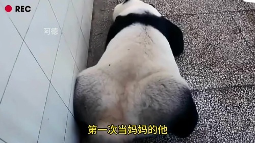 小熊猫诞生伟大的母爱!