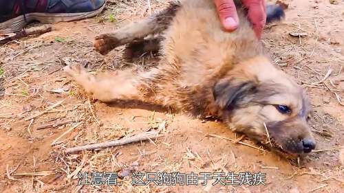 救助被主人丢弃的残疾狗狗