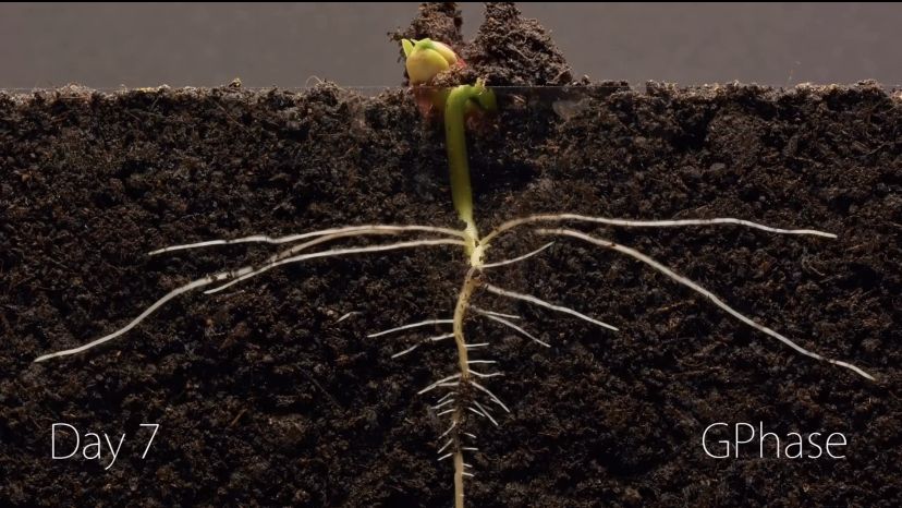 记录植物最初的生长、还原生长的动态过程、生命是多么的强大啊
