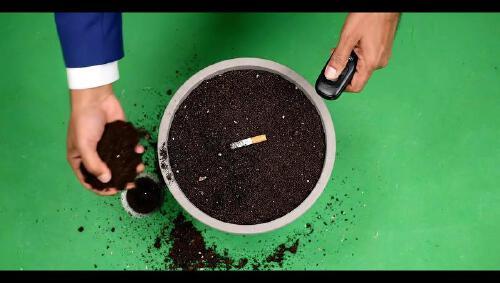 绿幕惊魂!天气预报主持人直播中竟在盆栽里发现"食"蜥蜴