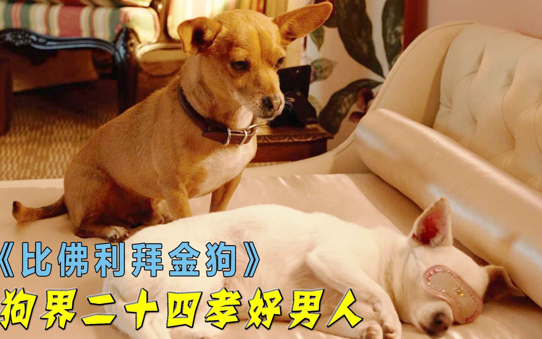 为了让老婆睡懒觉,狗子主动带娃干家务,《比佛利拜金狗》