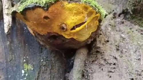 正宗的桑树桑黄现在是越来越少了,估计以后会更少,你认识吗?