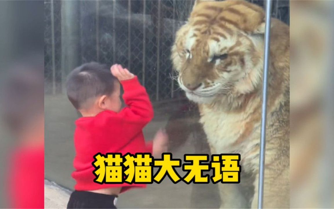 猫:你能消停点不,烦死银啦