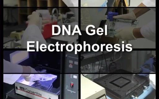 ...必备之】实验室脱氧核糖核酸(DNA)凝胶电泳简介、方法和注意事项