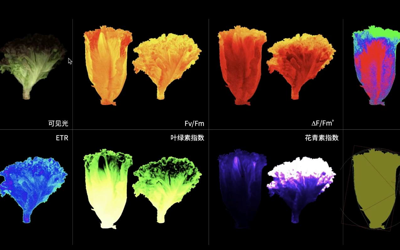 多功能植物光合表型测量系统的原理及应用20220223
