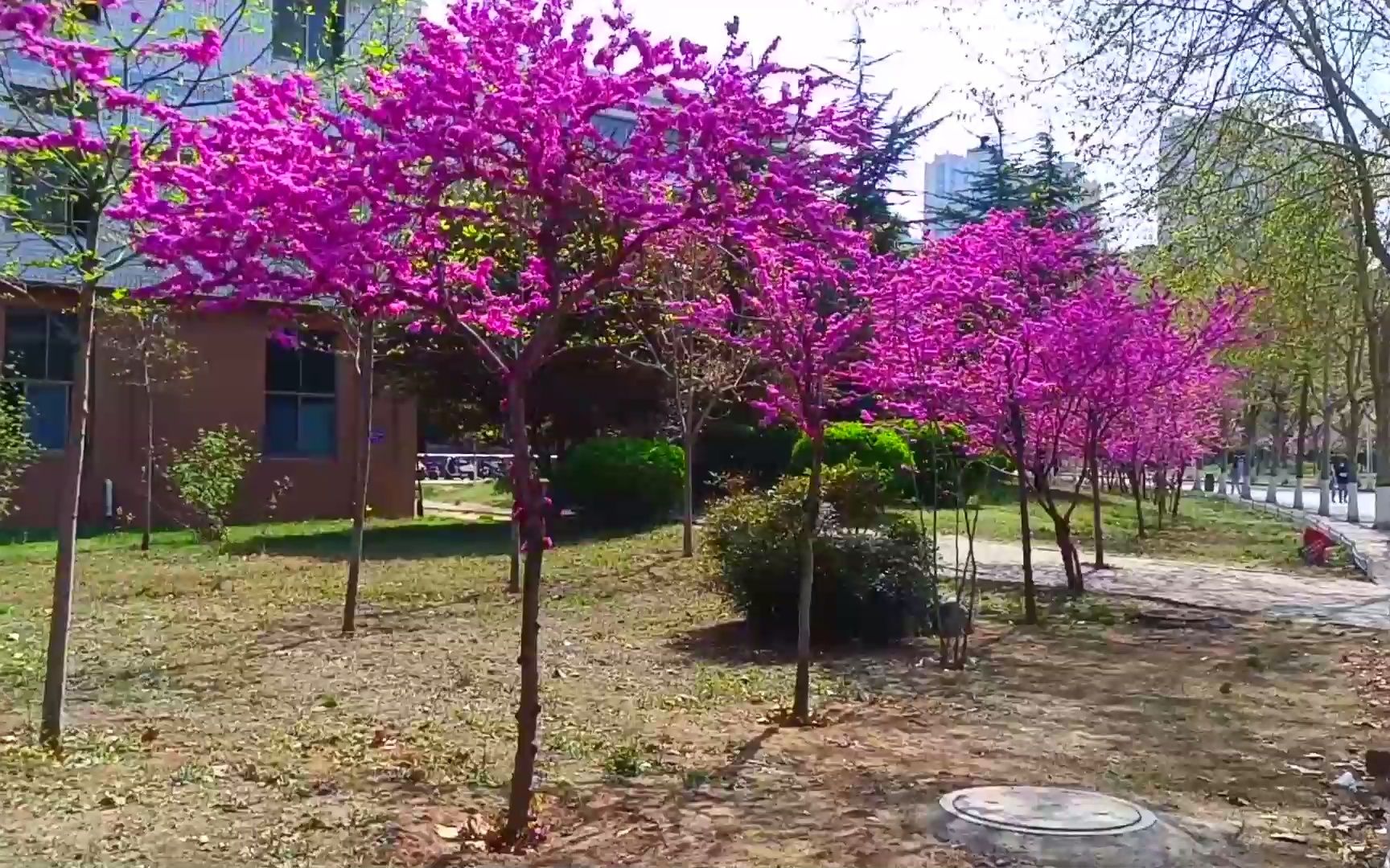 这个清明,让我们一起在校园踏春