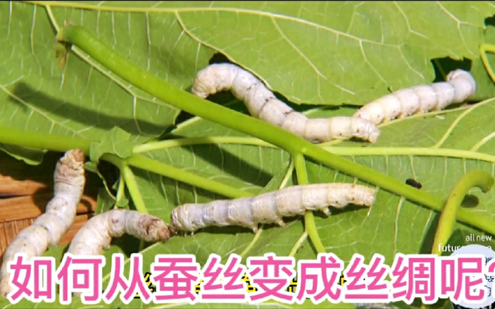 春蚕吐丝，国粹，看看蚕丝怎么变成丝绸的？