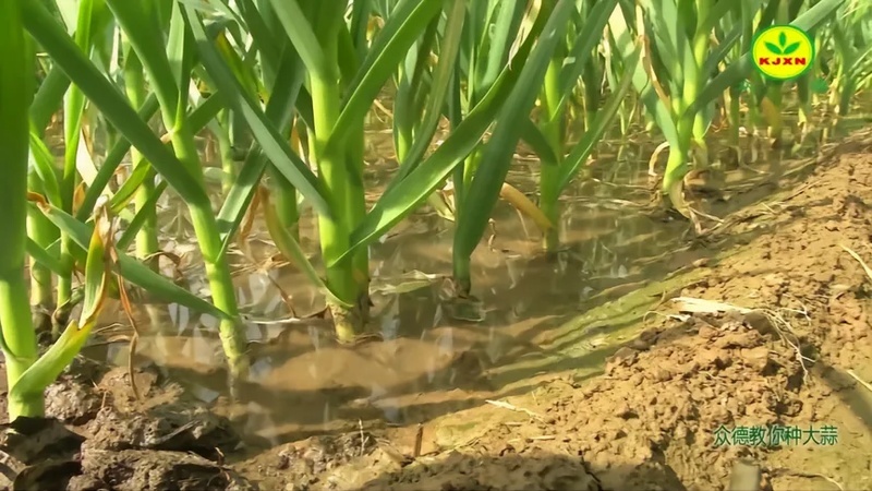 大蒜种植科教片:苗期技术管理要点讲解