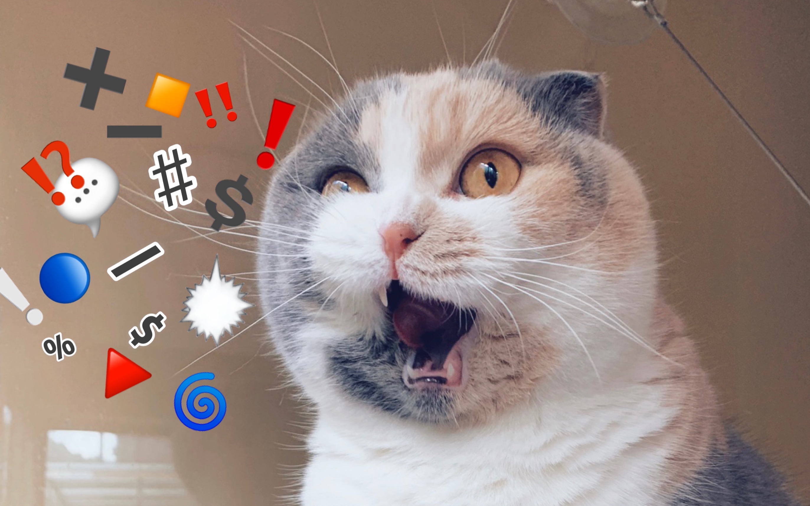 主人以为猫咪在骂人,拿出猫语翻译器翻译了一下,结果被感动到了