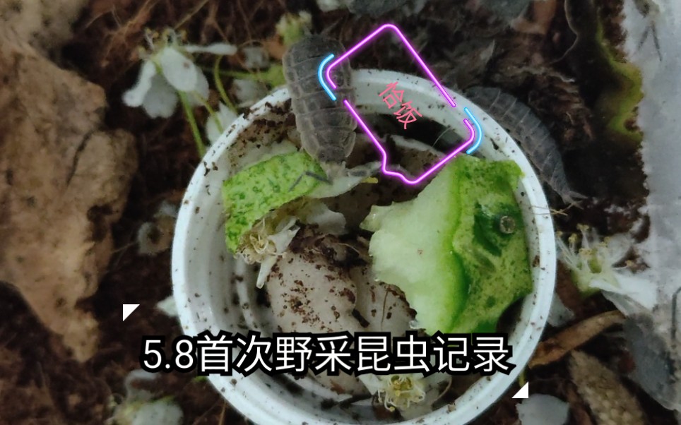 【昆虫】野采观察记录