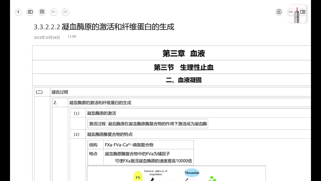 【小白闲扯生理学】血液系统 凝血酶原的激活与纤维蛋白的生成