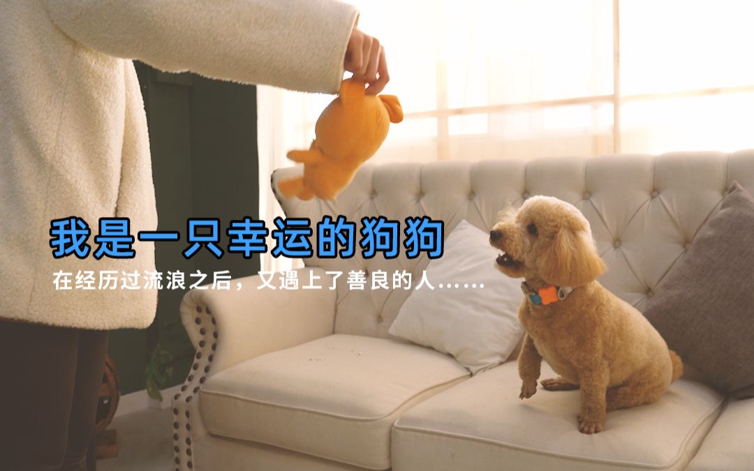 我是一只幸运的狗狗