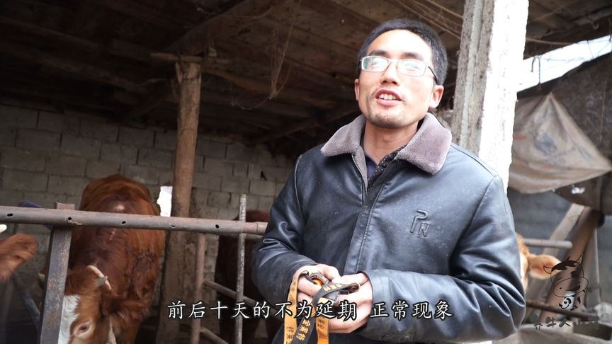 养牛人需知!牛预产期怎么计算你知道吗?看看专业人怎么算的吧