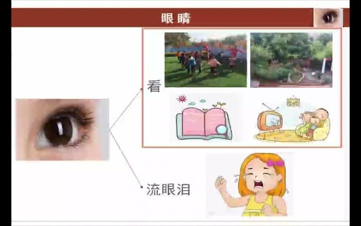 幼儿园中班健康《认识五官》优质课视频公开课教学视频