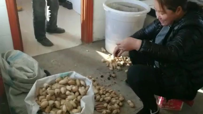 看看农村人是怎么自己做蚕丝被的