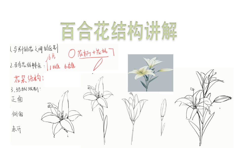 【板绘】百合花超简单的结构讲解!