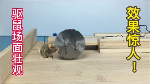 牛人自制的捕鼠器,老鼠来多少都团灭!