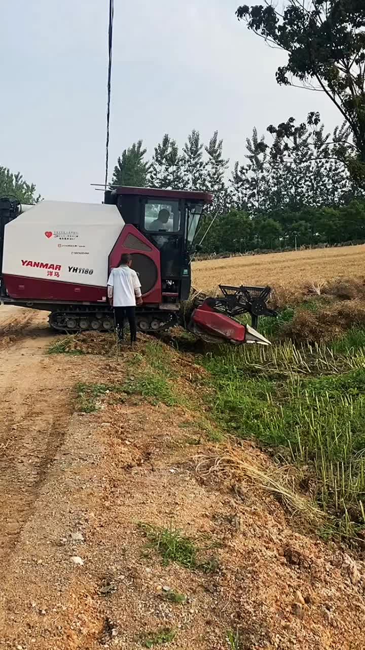 油菜收割。#农业机械 #三农 #跨区收割记录 @洋马农机(中国)有限公司