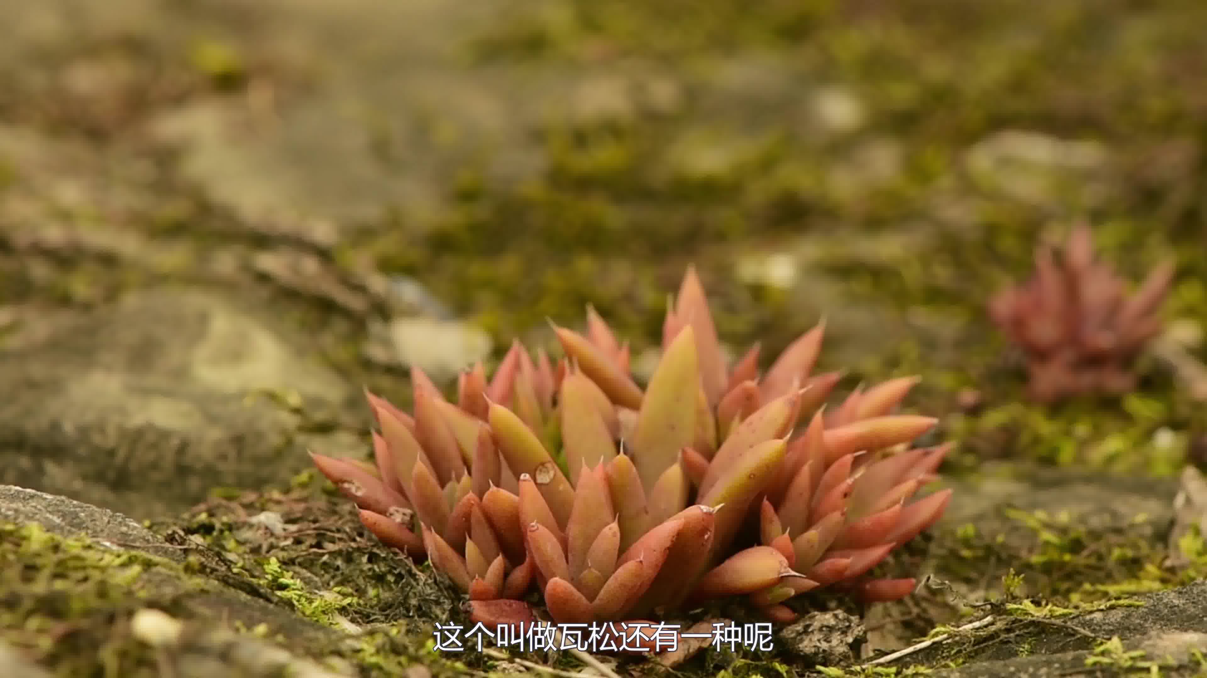 【城市荒野|生物】生长在石头上的微观小森林!没有经过人工培育的...