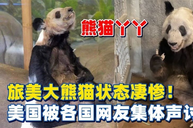 国宝熊猫团结世界人民!旅美大熊猫状态凄惨,美国被各国网友声讨