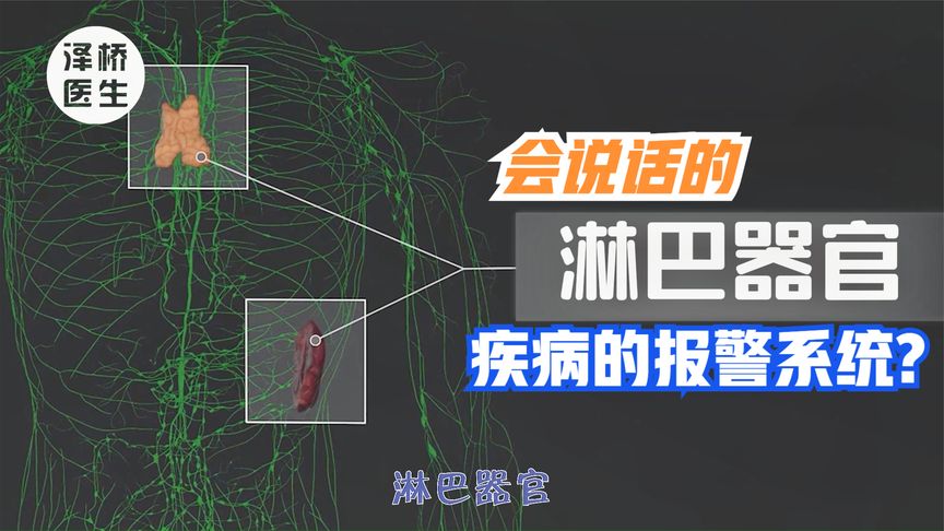 淋巴是器官吗?长在哪里?有什么作用?淋巴的那些真相来了解一下