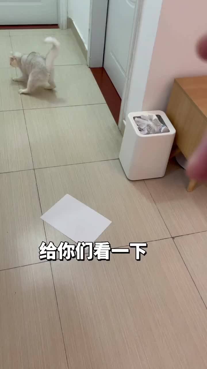 同样都是猫,为什么就你这么狗