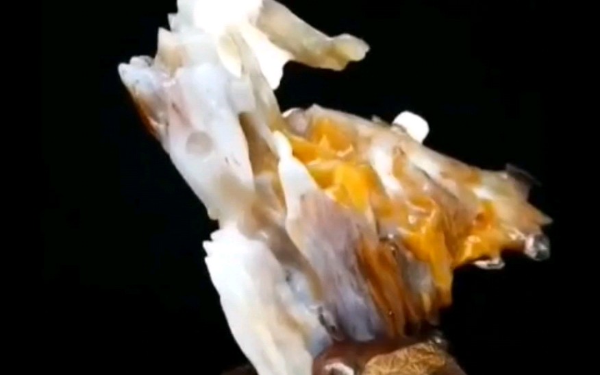 树化玉是集玉石、古玩、奇石及古生物化石于一身的藏界奇葩,它不仅...